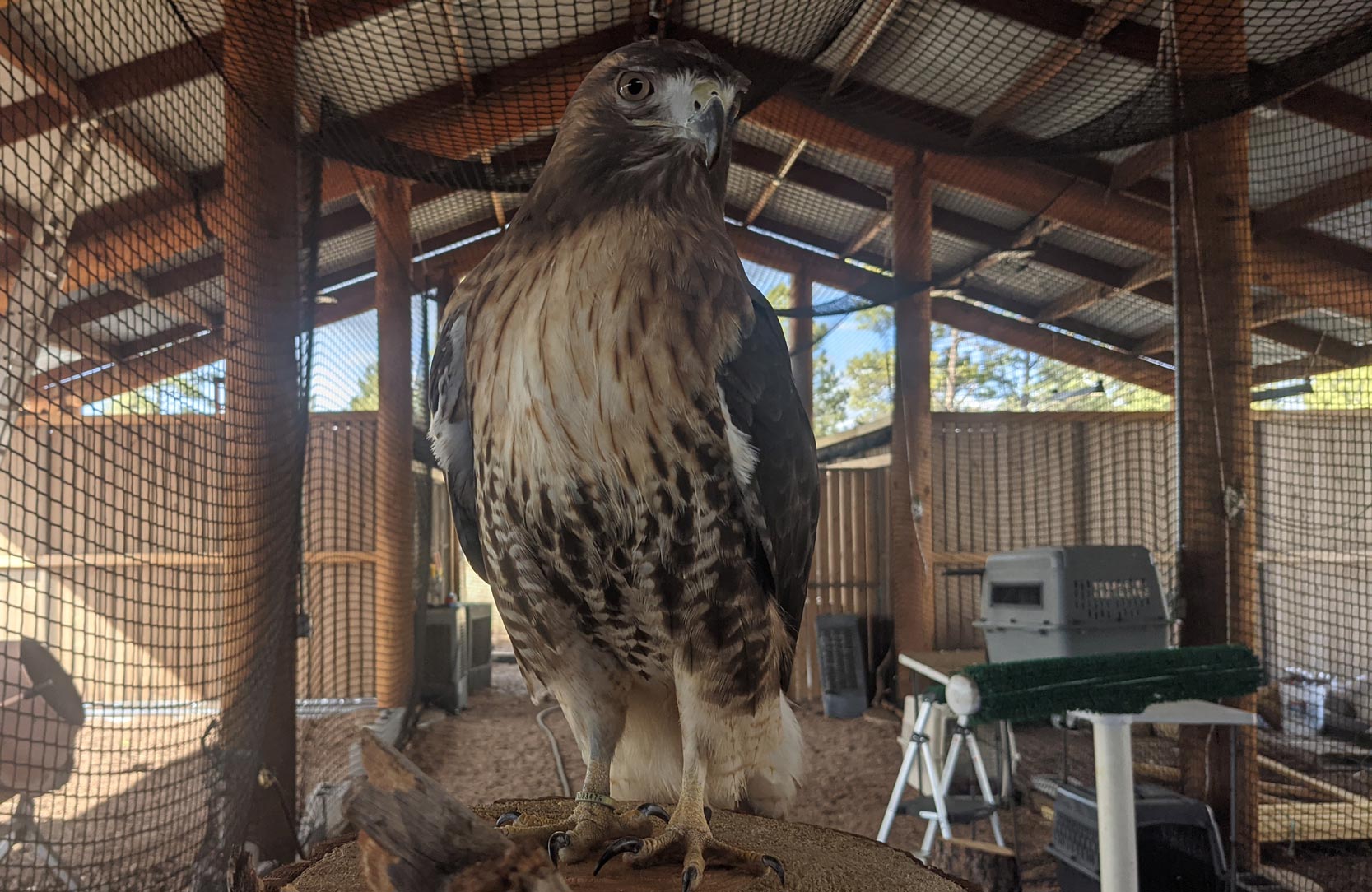Raptor Show – White Mountain Nature Center