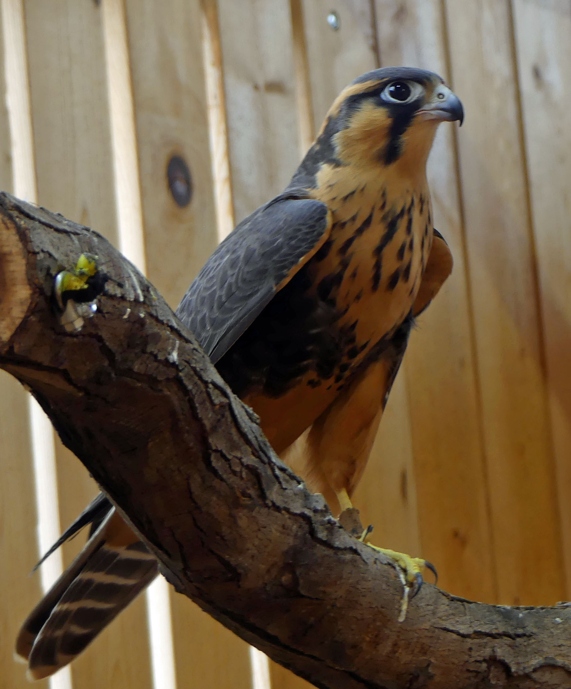 Raptor Show – White Mountain Nature Center