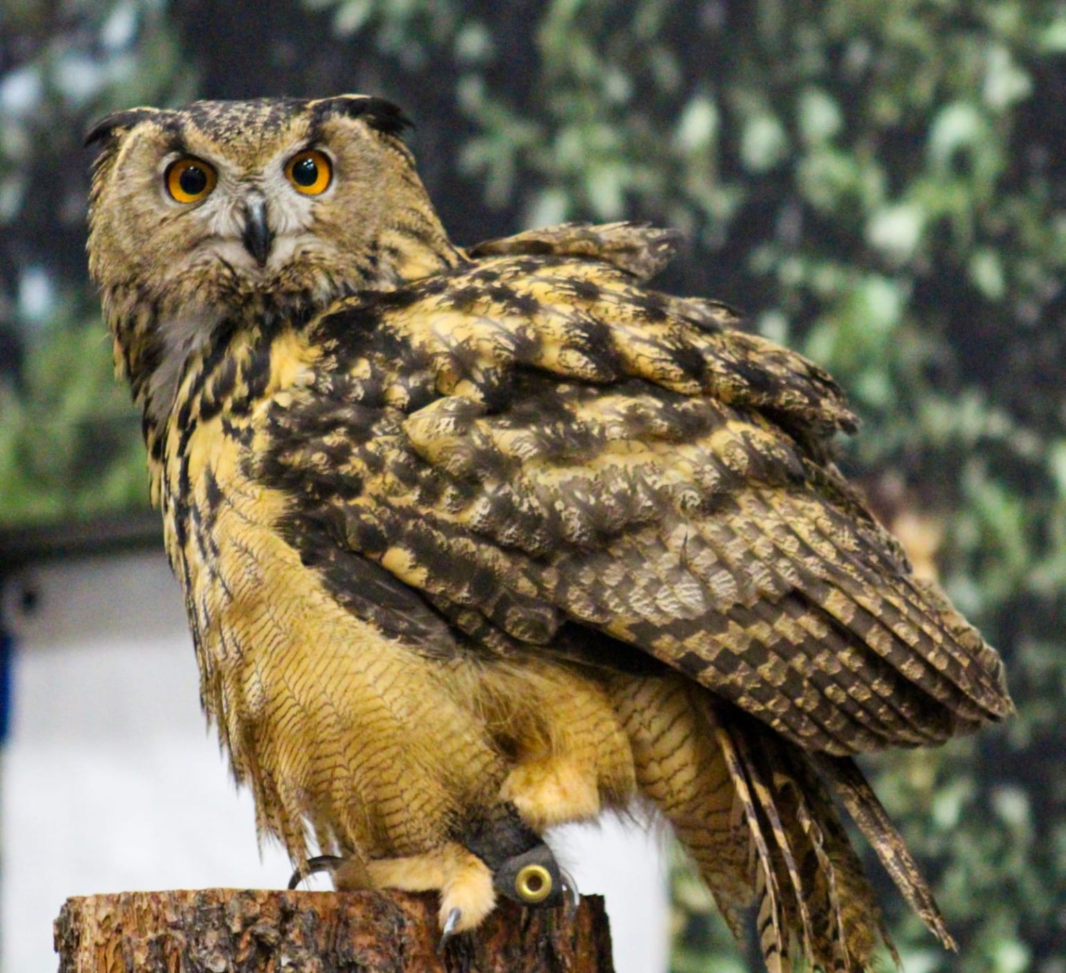 Raptor Show – White Mountain Nature Center