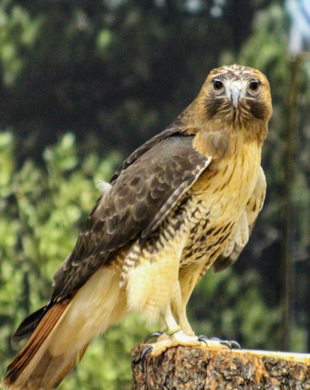 Raptor Show – White Mountain Nature Center